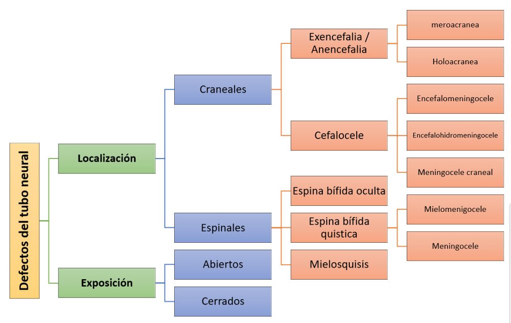 Defecto del cierre del tubo neural - neurocirugia-infantil.com